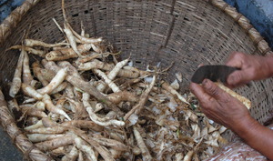 Les crosnes (crosnes du Japon)- Cuisiner les crosnes - Technique ...