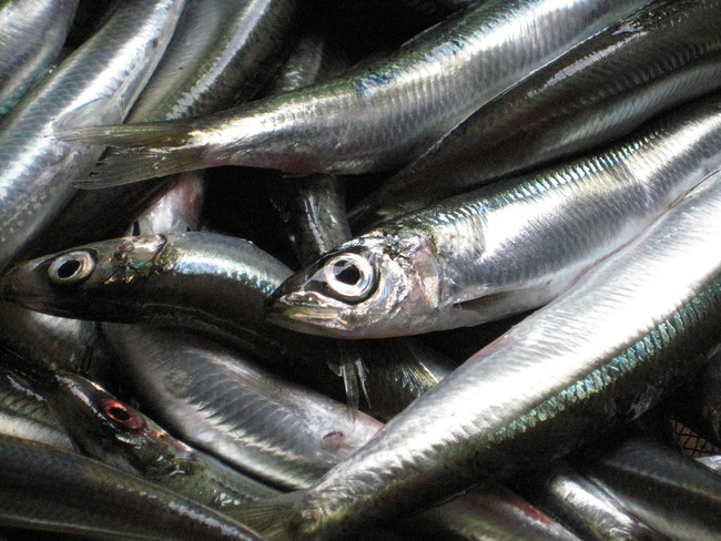 La sardine - Appellation, qualité et cuisine, en savoir plus sur la sardine