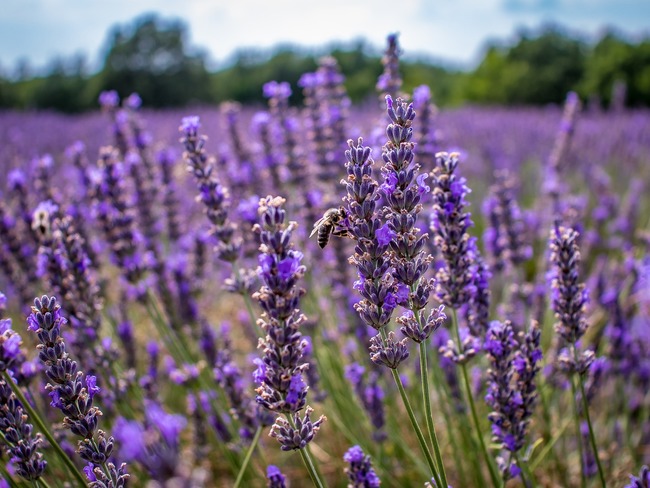 La lavande - Tout sur la lavande (lavandula officinalis)