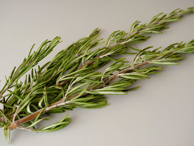 Le romarin - Tout sur le romarin officinal (Rosmarinus officinalis)