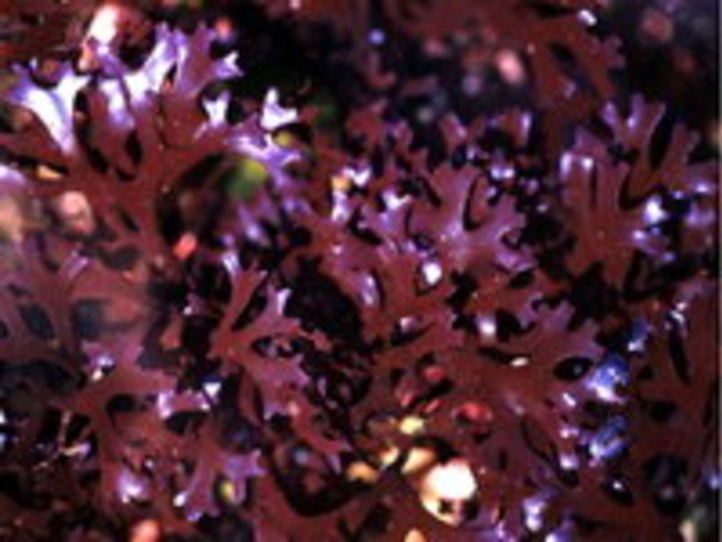 Carraghénanes - Additif alimentaire gélifiant - E 407
